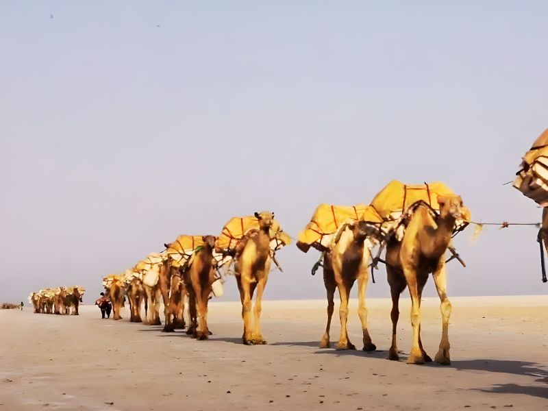 🐪 Trans-Saharan Trade Route: History of the Golden Road – unveilingmorocco